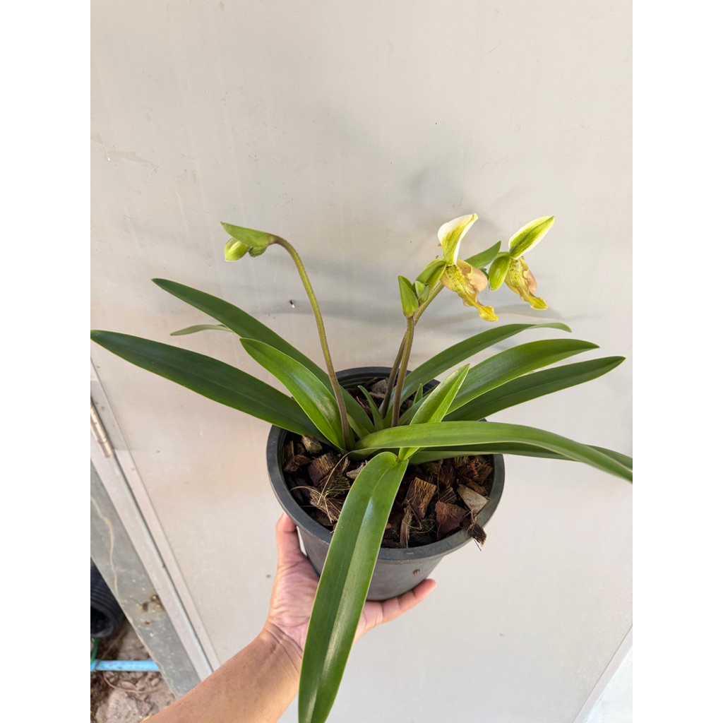 paph exul x glaucophyllum(กระบี่xกลอโค) | Shopee Thailand
