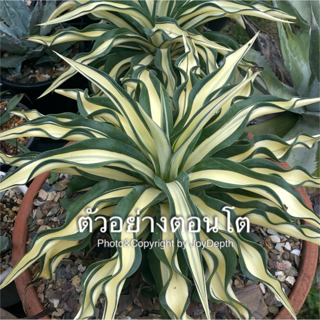 Mutant Yellow ขายกระถางละ 300-850บาท | Shopee Thailand