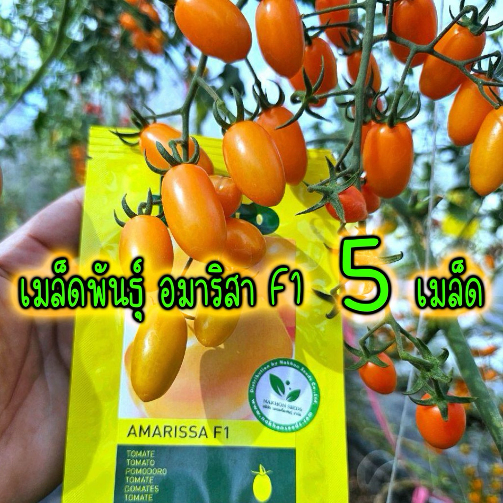 เมล็ดมะเขือเทศ AMARISSA F1 (5เมล็ด) | Shopee Thailand