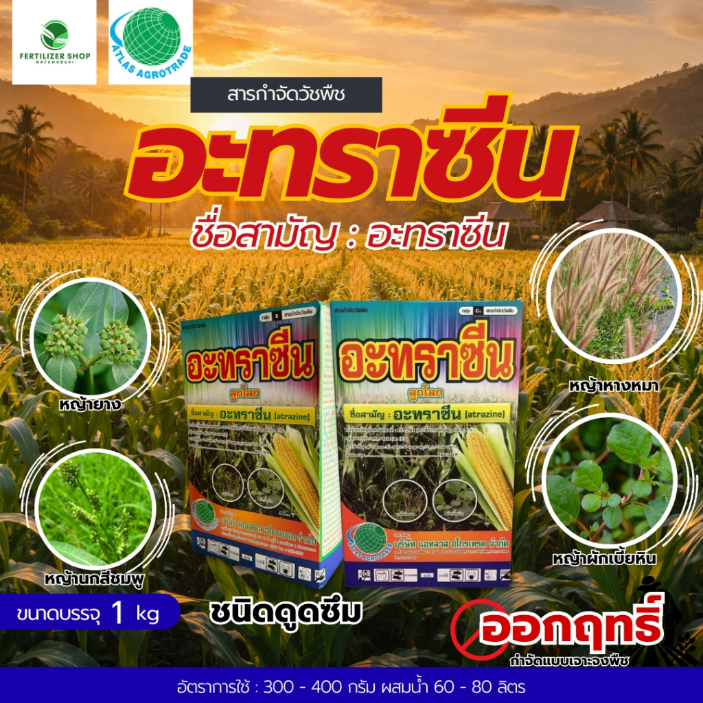 อะทราซีน 80WP แบบผง ใช้ในไร่อ้อย ข้าวโพด ข้าวฟ่าง สัปปะรด (ขนาด 1kg) แอ ...