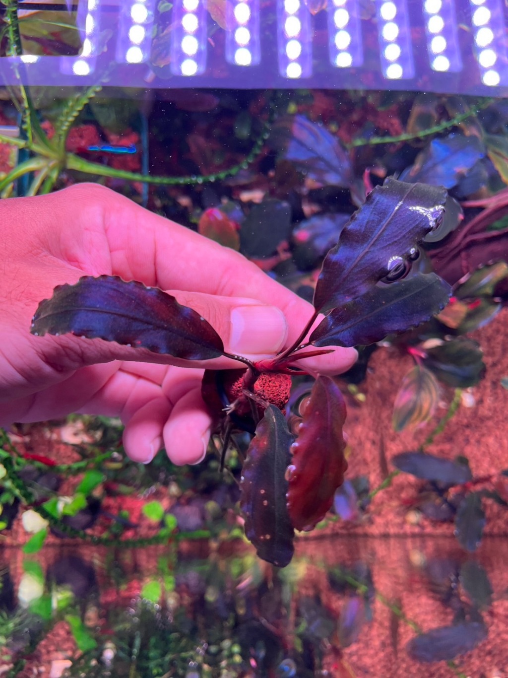 บูเซป Bucephalandra Black purple (Rare item) ใบยาว ต้นใหญ่สีสวย วางหลัง ...