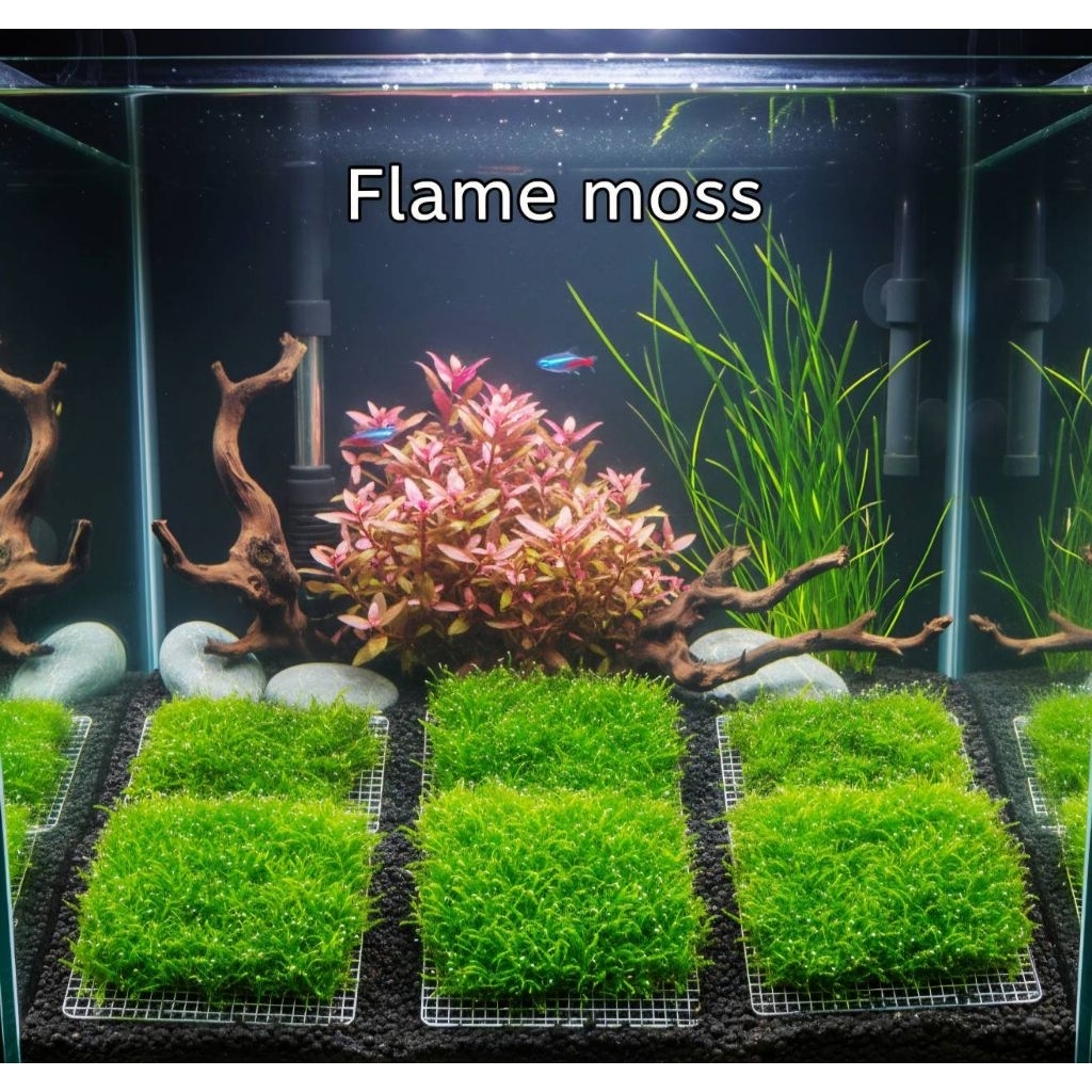 Flame mossขนาดใหญ่ 8x8cm. มอสเกรดพรีเมี่ยมสด สวยเขียวลงตู้ไม้น้ำ ...