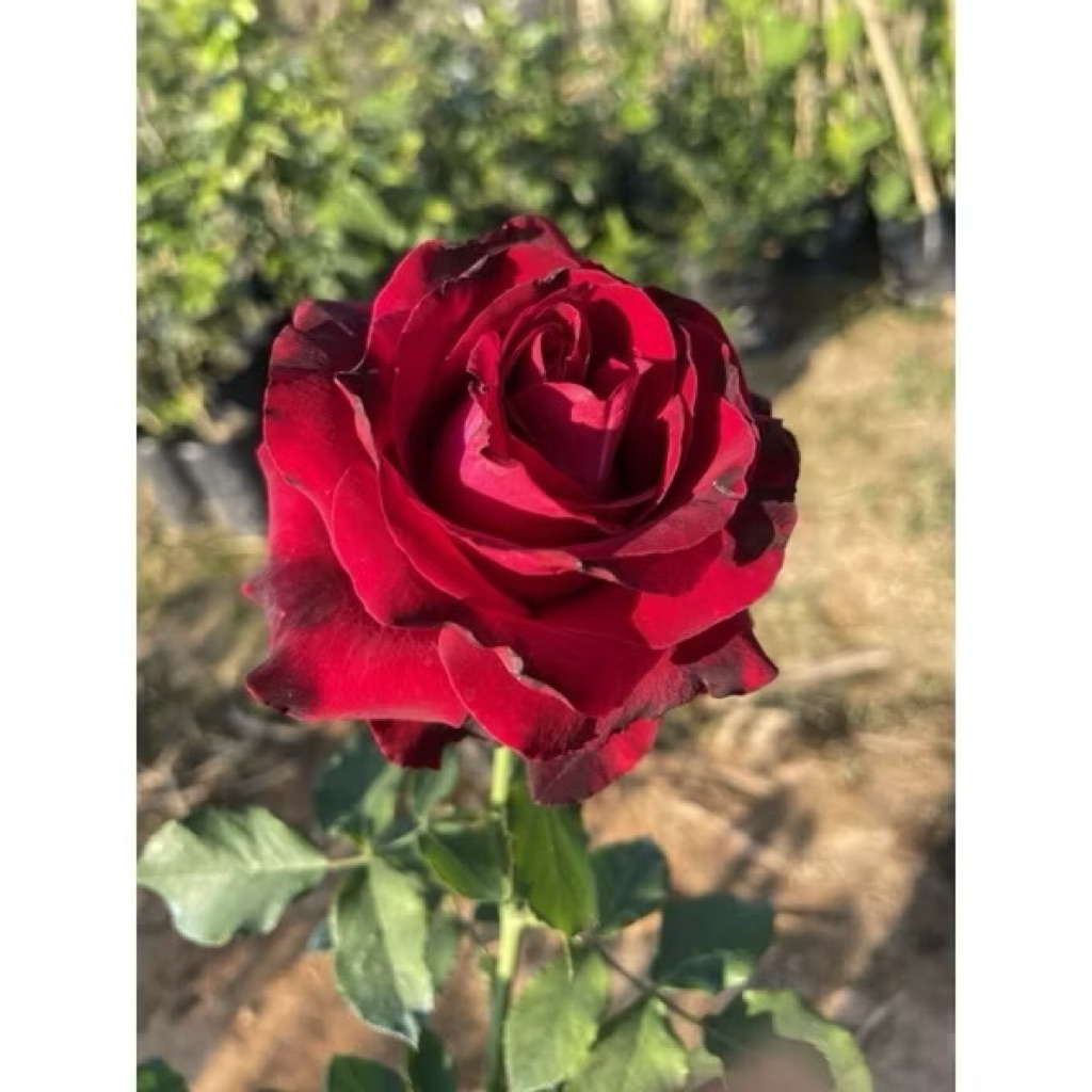 กุหลาบแดงไร้หนาม (Red Baccara) เป็นกุหลาบตัดดอก เลี้ยงง่าย | Shopee ...