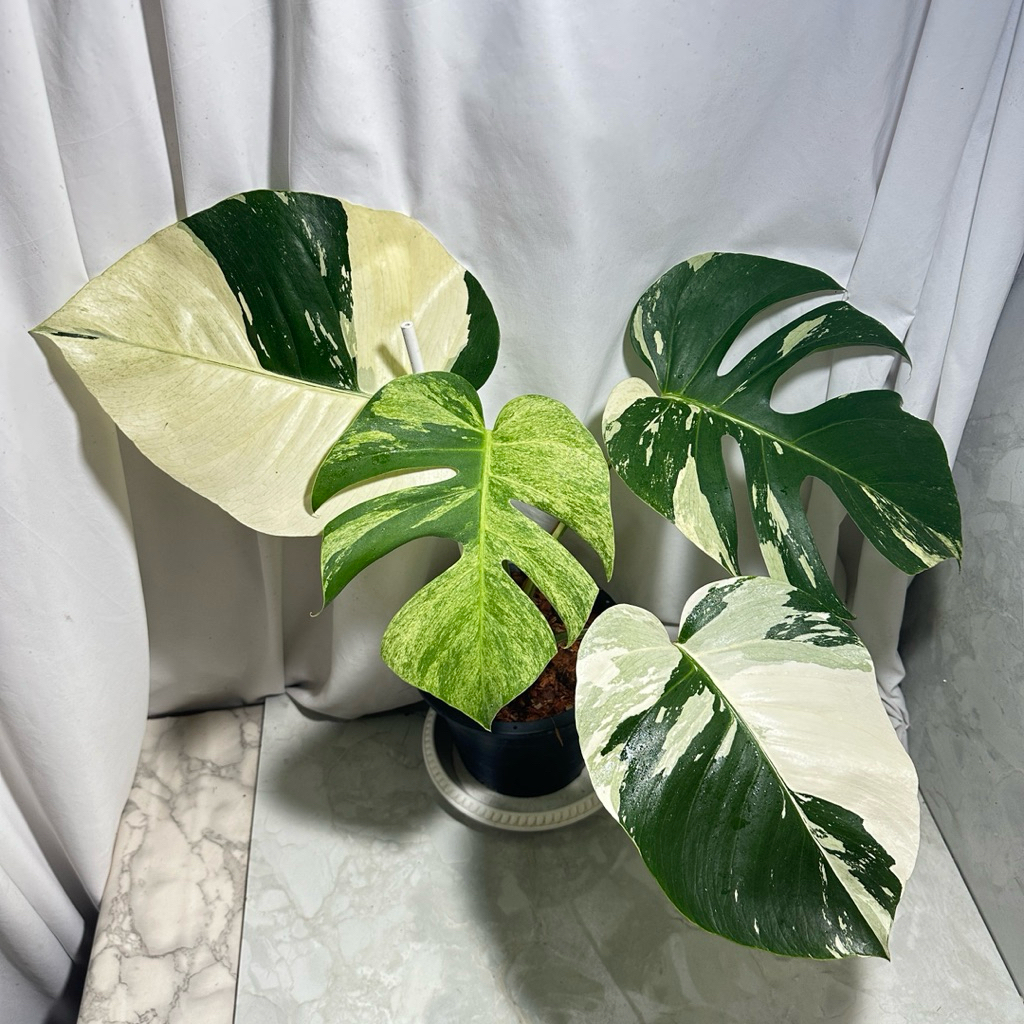 Monstera Deli x Borsi mint/Monstera mint/มอนสเตอร่ามิ้นท์ | Shopee Thailand