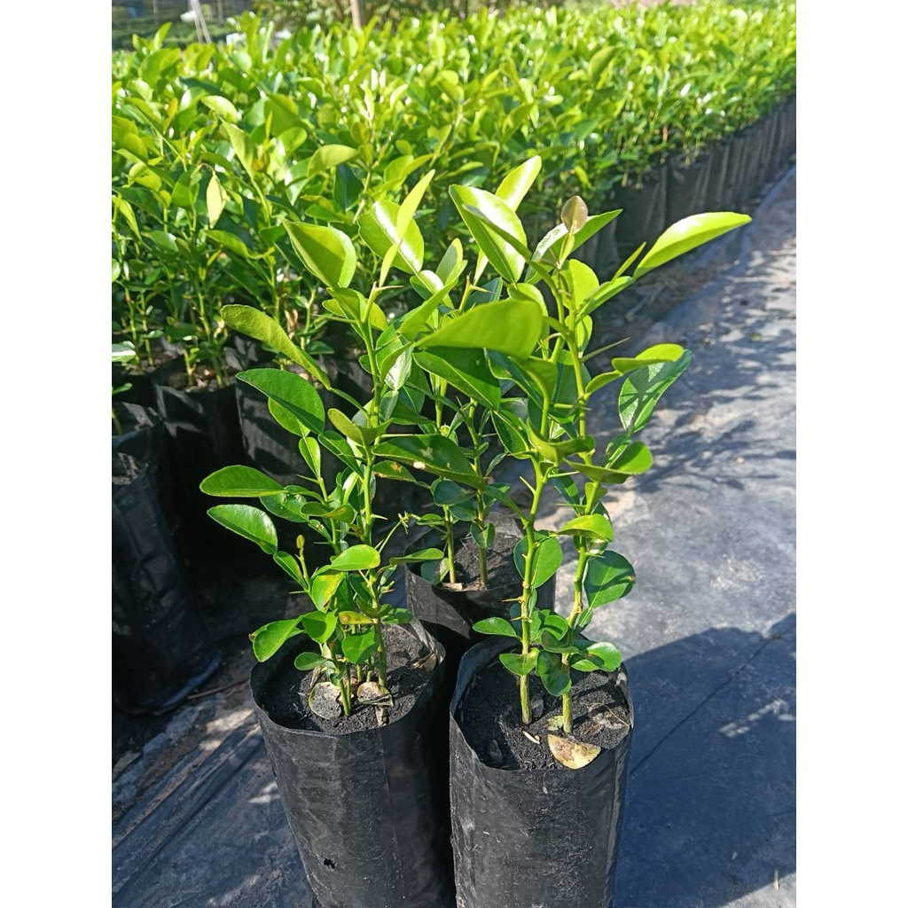 ต้นมะกรูดหอมตัดใบ (Makrut Lime" หรือ "Kaffir Lime) | Shopee Thailand