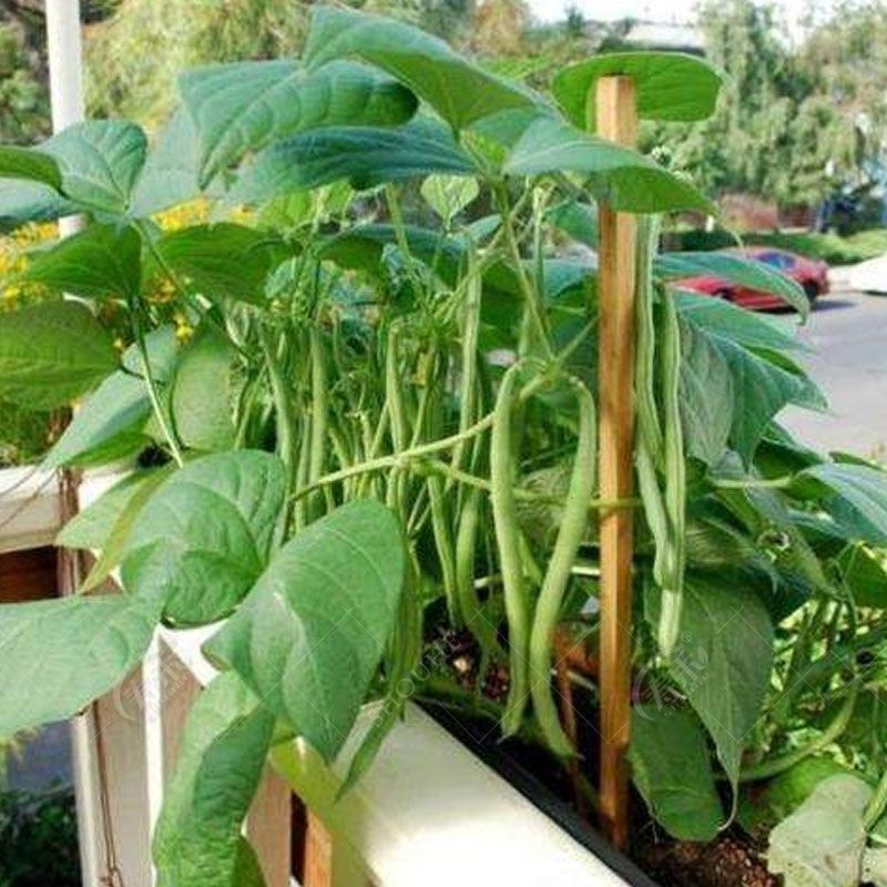 French Bean Seeds/BAGUIO BEANS เมล็ดพันธุ์ถั่ว3ฟุต 10เมล็ด ถั่วฝักยาว3 ...
