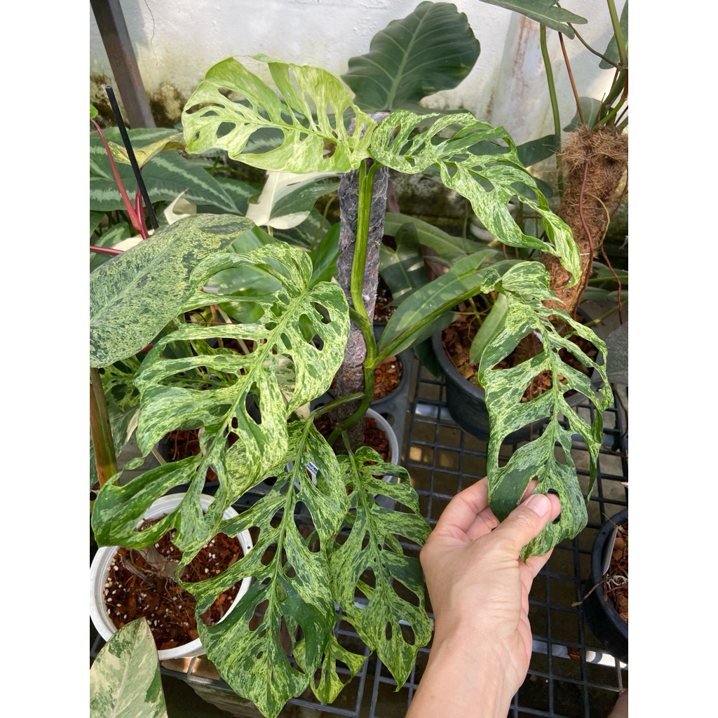 พลูฉลุด่าง หรือ monstera adansonii mottled variegated ซึ่งเป็นไม้ใบที่ ...
