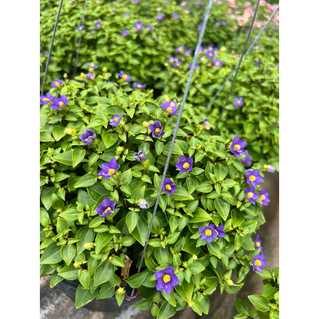 ต้น ม่วงเทพรัตน์ Persian gentian/Persian Violet Arabian German violet ...