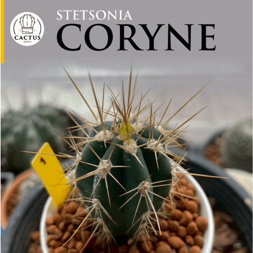 stetsonia coryne🪾 ไม้ลำหนามโหดไม้เมล็ด กระถาง 2.8 นิ้ว | Shopee Thailand