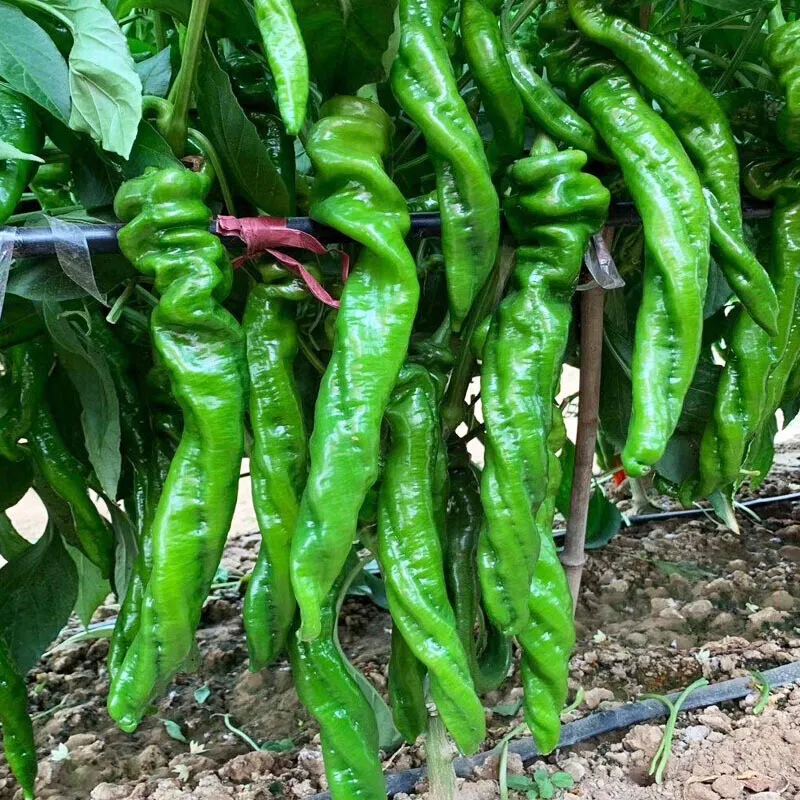 เมล็ดพันธุ์ พริกไทยเกลียว Screw Pepper Seeds ซุปเปอร์เผ็ด 100เมล็ด/แพ็ค ...