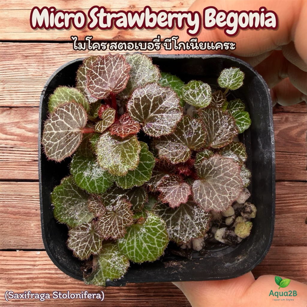 บีโกเนีย สตอเบอร์รี่ Micro Strawberry Begonia คัดเกรด จัดตู้ระบบชื้น ...