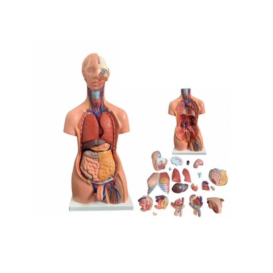 Human Torso Body Model Anatomical Medical Internal Organs For Teaching ...