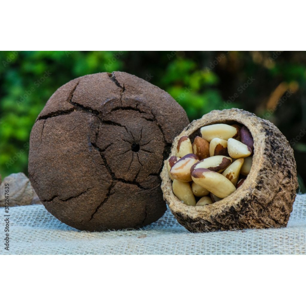 #BrazilNut Brazil nut tree #ถั่วบราซิลนัท ดิบ 4 เมล็ด | Shopee Thailand