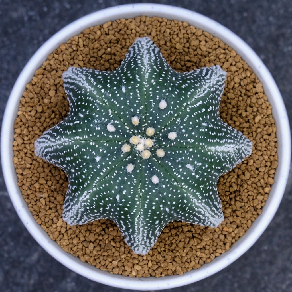 Astrophytum Asterias Star Shape - แอสโตรไฟตัม แอสทีเรียส ดาว | Shopee ...