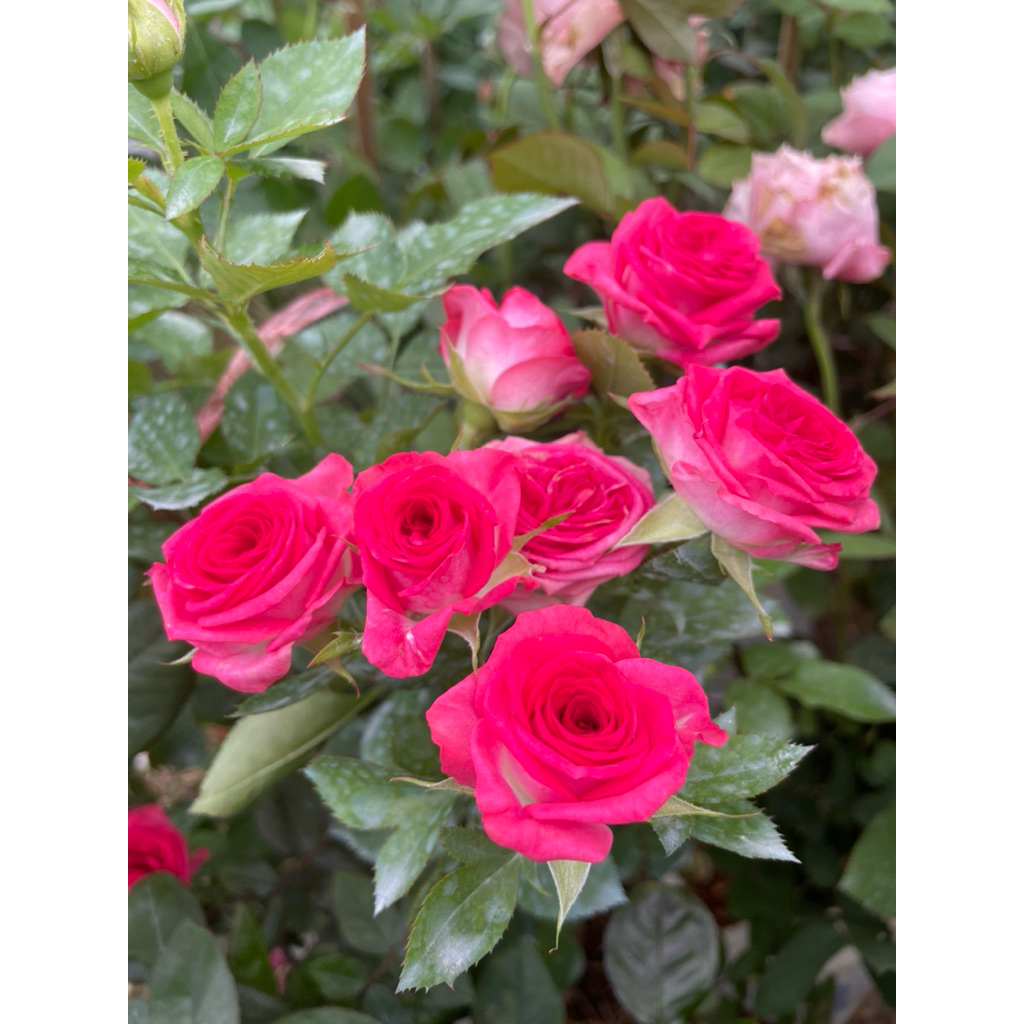 กุหลาบฟาบิโอล่า (Fabiola rose) ออกดอกเป็นช่อ สวยมาก | Shopee Thailand