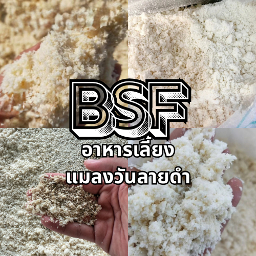 อาหารเลี้ยงแมลงวันลายดำ (BSF Feed) ได้เติมจุลินทรีย์ EM เพื่อหมักแล้ว ...