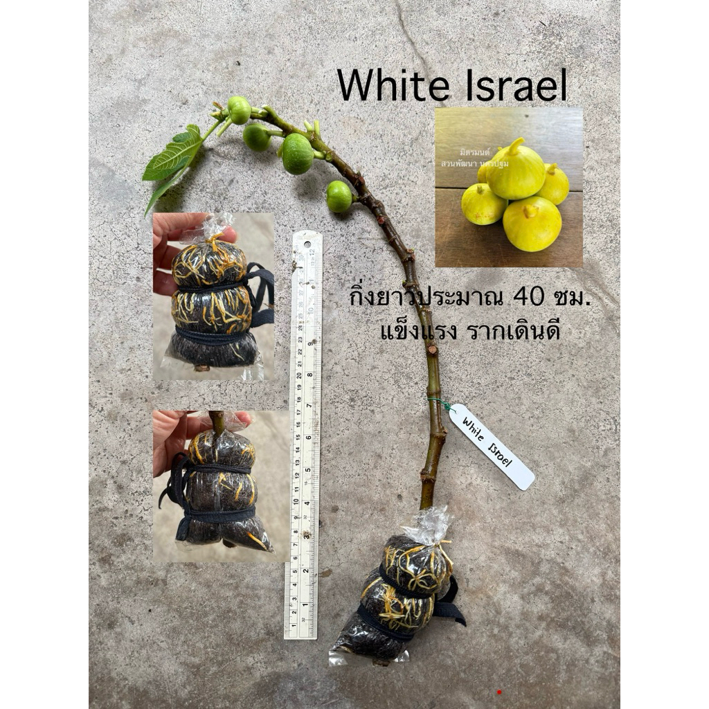 15/10/68 ดูรูปก่อนสั่งนะคะ มะเดื่อฝรั่ง White Israel กิ่งตามรูป กิ่งตอน *รากกำลังเดิน*สวนพัฒนา ...