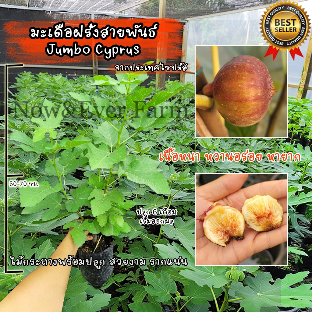 มะเดื่อฝรั่ง สายพันธ์ Jumbo Cyprus จากประเทศ ไซปรัส ต้นสวย พร้อมปลูก ...