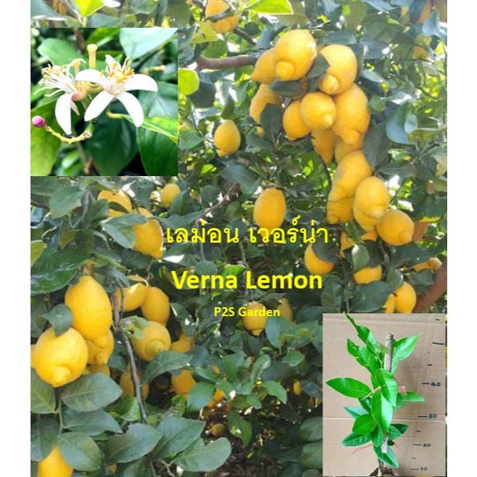 ต้นเลม่อน เวอร์น่า Verna Lemon ต้นเสียบยอด สายพันธุ์จากสเปน | Shopee ...