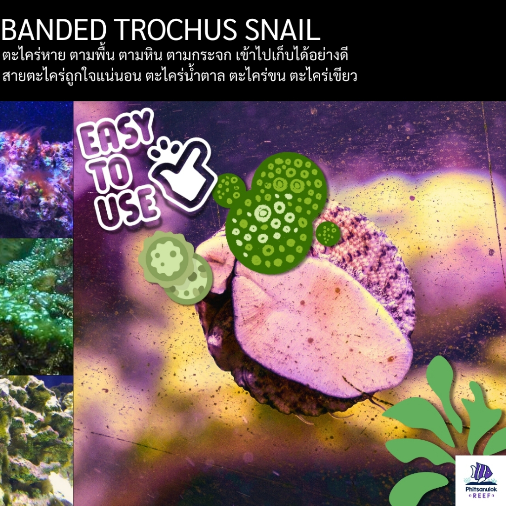 Banded Trochus Snail ตะไคร่หาย ตามพื้น ตามหิน ตามกระจก เข้าไปเก็บได้ ...