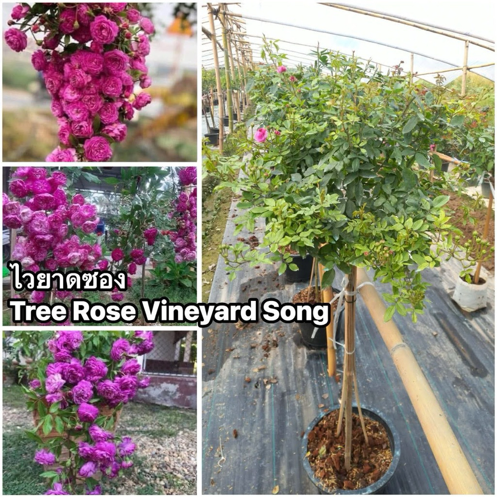 กุหลาบ-ทรีโรสไวยาดซอง Tree Rose Vineyard Song สีม่วงชัดเจนเมื่ออากาศ ...