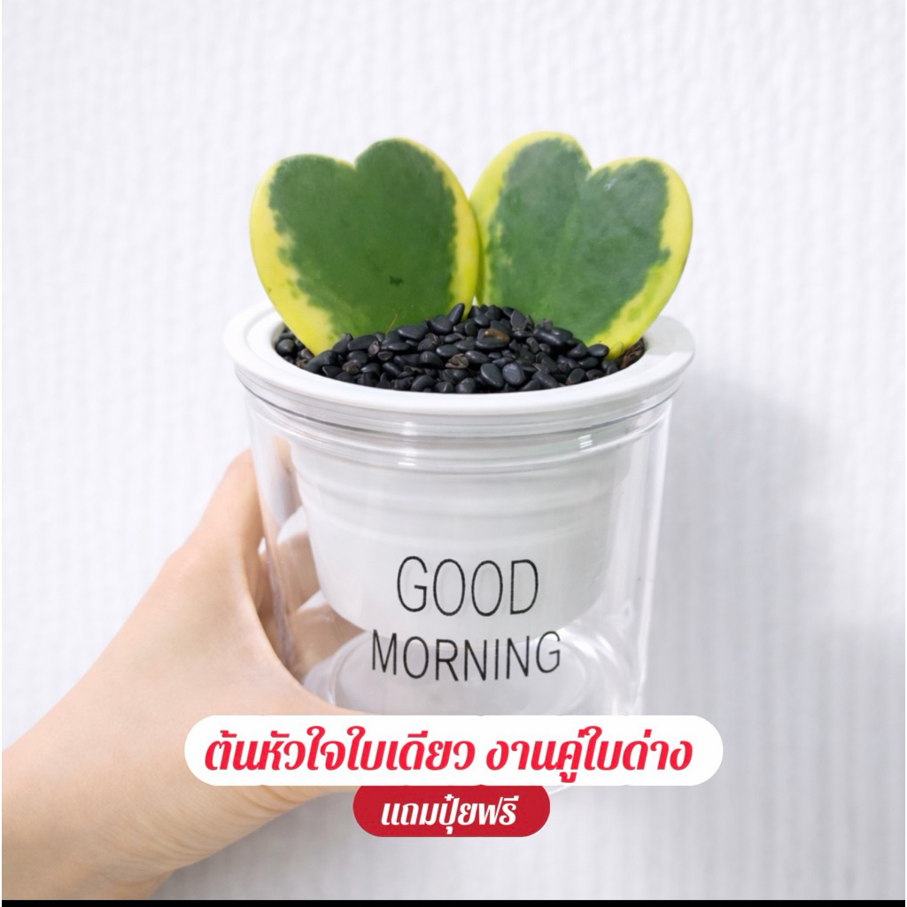 ต้นหัวใจใบเดียว งานคู่ใบด่าง+กระถางรดน้ำอัตโนมัติ+หินบาหลีเงาดำ+ฟรีปุ๋ย ...