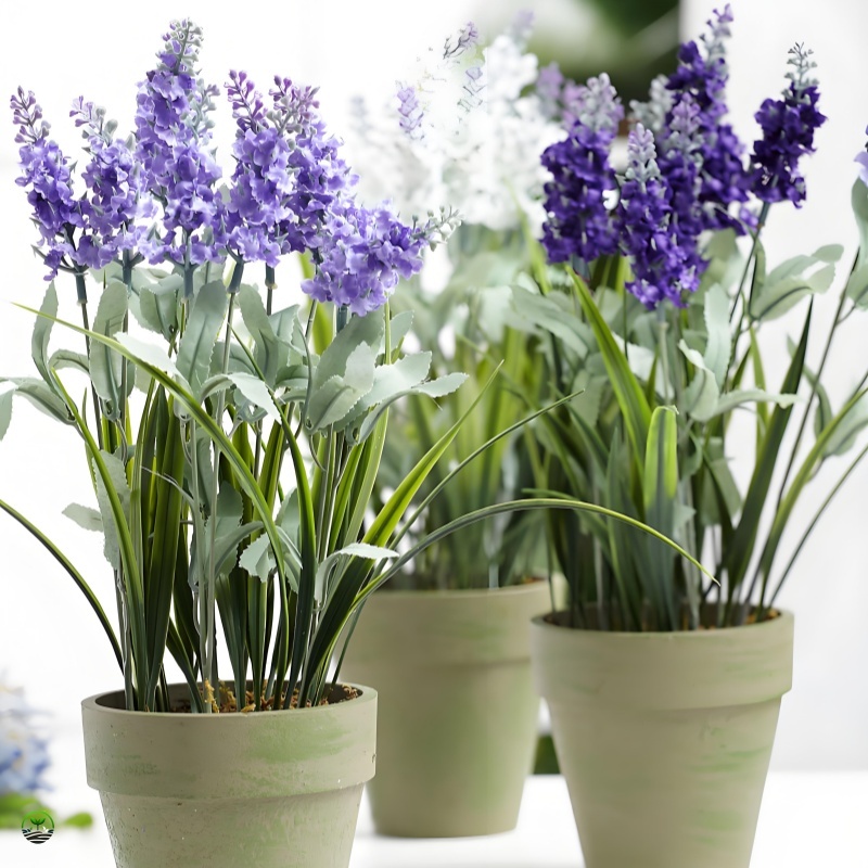 600pcs Lavender Flower Seeds for Gardening Bonsai Seeds for Planting ...