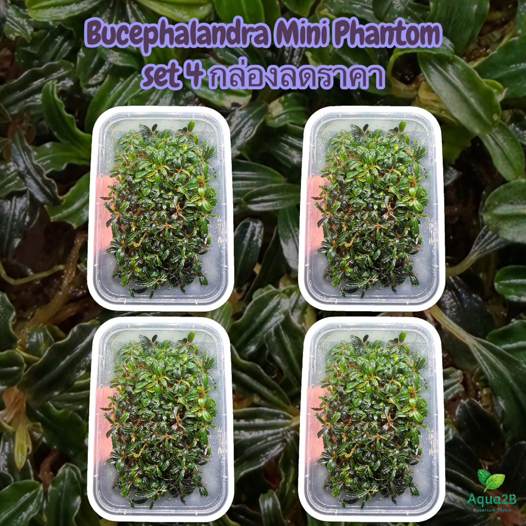 บูเซป bucephalandra Set สุดคุ้ม 4 กล่อง เลือกสายพันธุ์ได้ Mini phantom ...