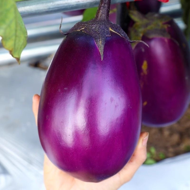 Yield Purple Big Eggplant Seeds For Planting Vegetables 200seed Fresh