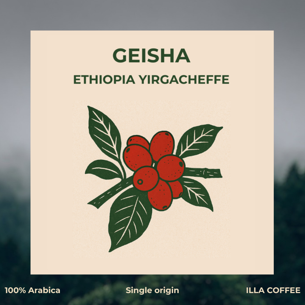 Ethiopia Geisha เมล็ดกาแฟคั่วอ่อน (Taste Note: Black Cherry, Tropical ...