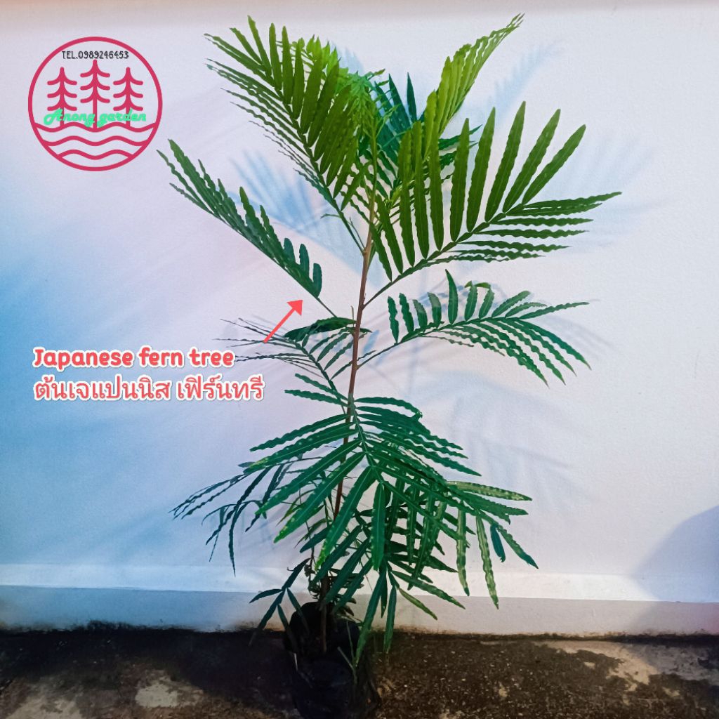 ต้นเจแปนนิส เฟิร์นทรี (Japanese fern tree) ต้นละ 790 บาท ขนาด 1-1.2 ...