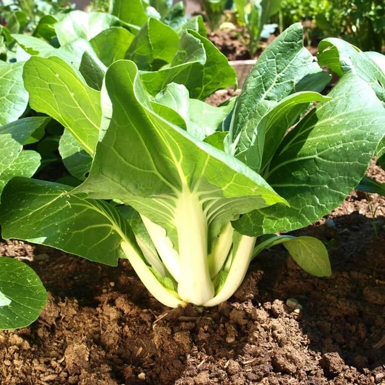 200มล็ด/ซอง ผักกาดขาวน้อย ขาวนวล เมล็ดพันธุ์ PECHAY PAVITO SEEDS ...