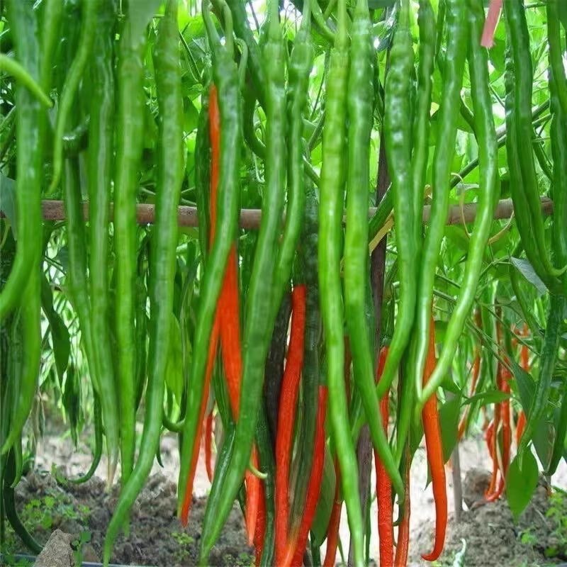 100เมล็ด/ซอง Green Long Chilli Seeds Organic Vegetable Seed Live Plants ...