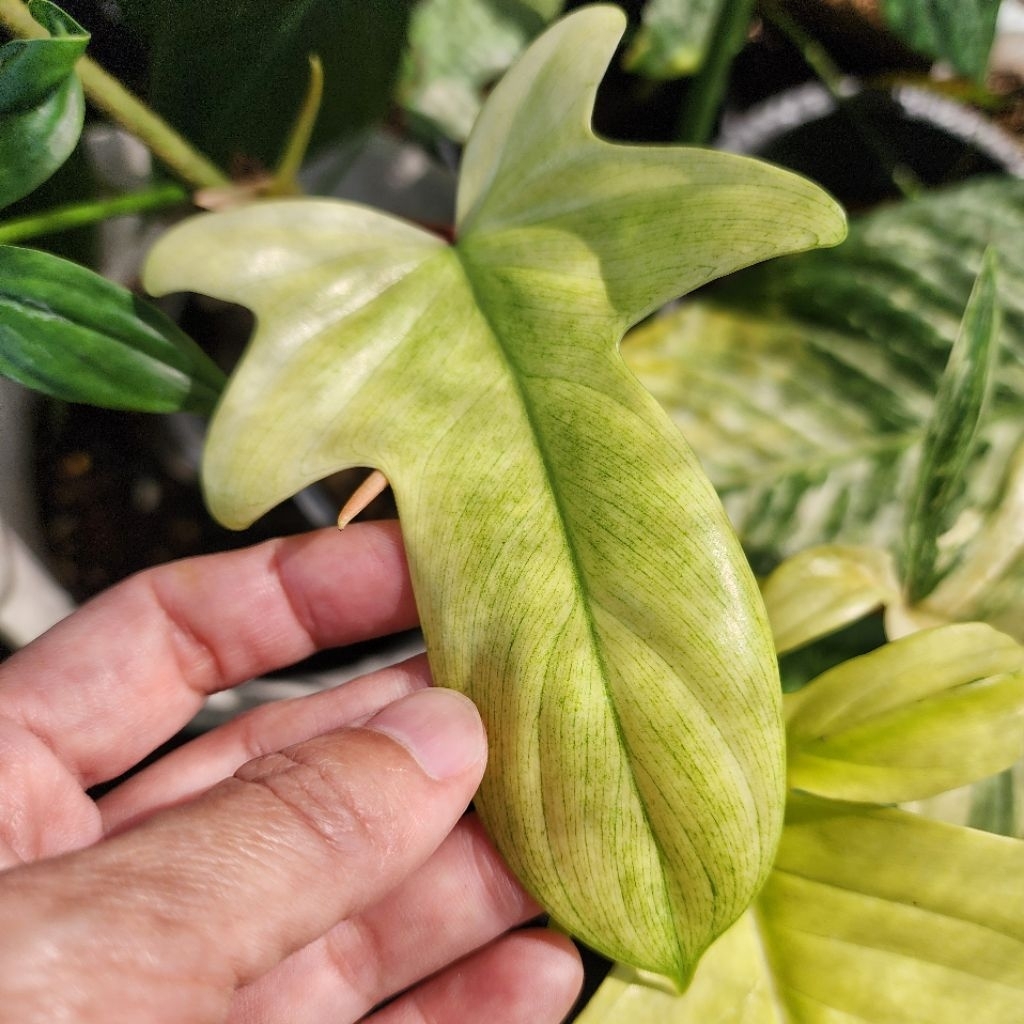 ก้ามกุ้งโกสต์มิ้นท์ด่าง Philodendron Florida Ghost Mint Variegated ได้ ...