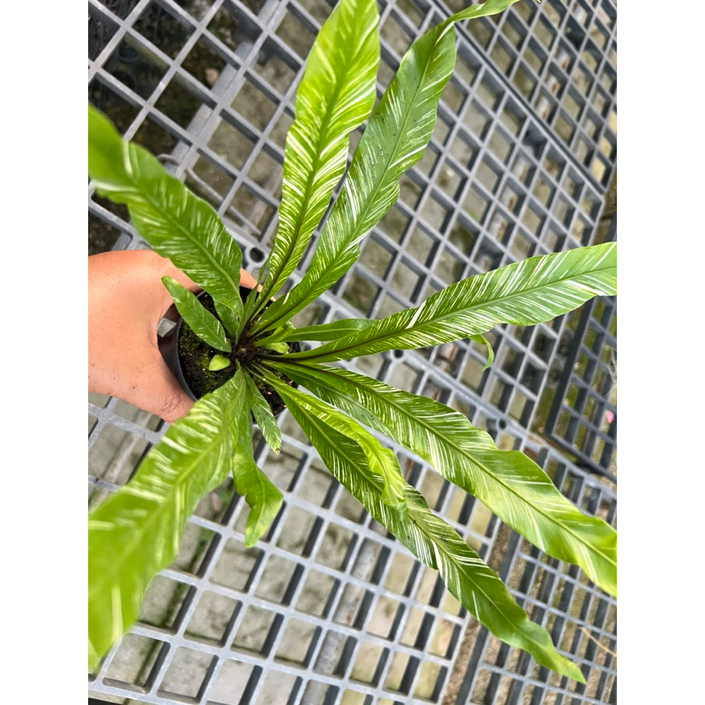 เฟิร์นข้าหลวงด่าง Asplenium variegated | Shopee Thailand