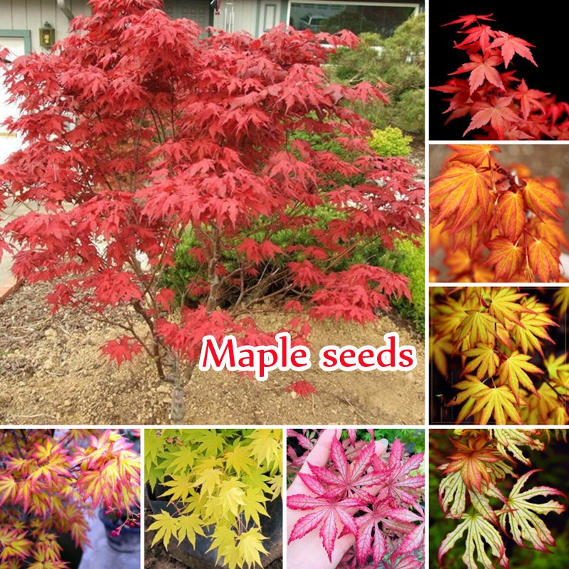 พันธุ์หายาก 10 เมล็ด Japanese Red Maple Tree Seeds for Planting ใบเม ...