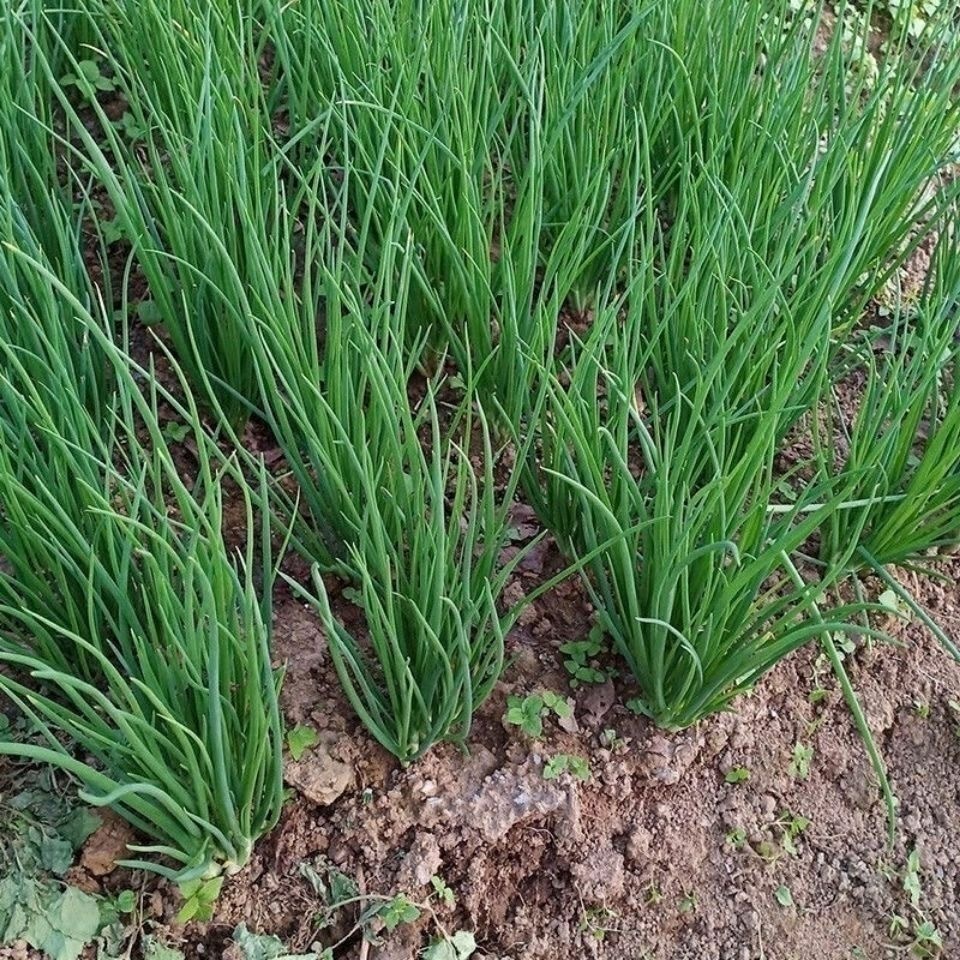 dahon ng sibuyas seeds เมล็ดพันธุ์ หอมแบ่ง 300 เมล็ด Welsh Onion seeds ...