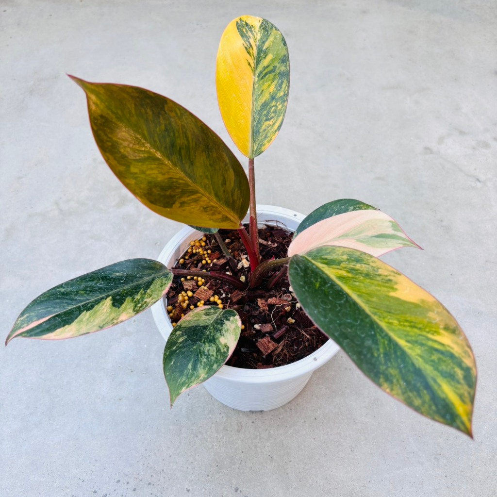 Philodendron Yellow Congo Variegated ฟิโลเดนดรอน เยลโล่คองโกด่าง ตัวแท้ ...