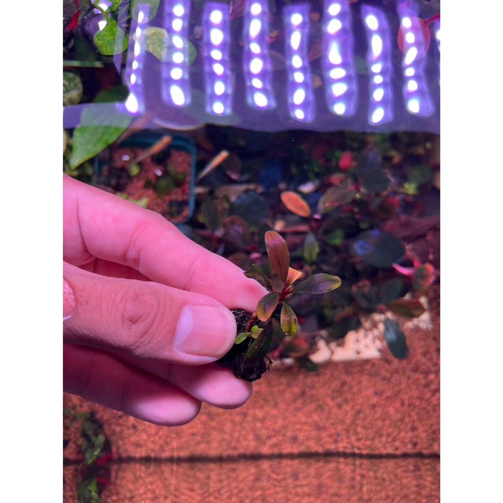 บูเซป Bucephalandra Dark angel (Very Rare) ใบเรียบ เข้มม่วง ใบน้ำ 100% ...