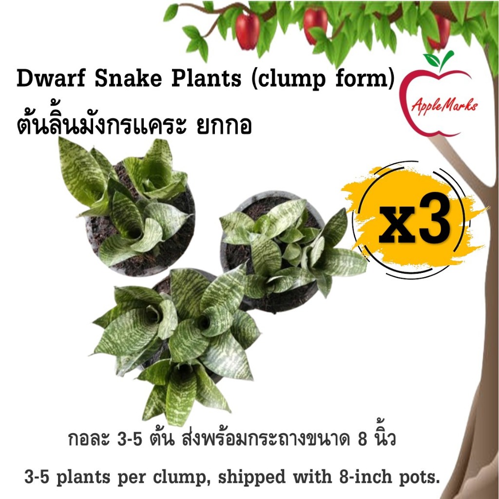 Dwarf Snake Plants (clump form) ต้นลิ้นมังกรแคระ ยกกอ กอละ 3-5 ต้น ส่ง ...