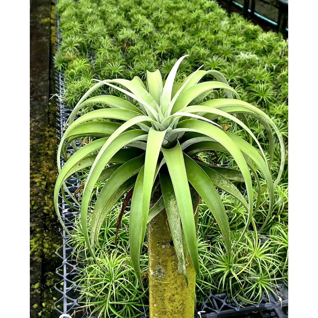 Tillandsia capitata silver rose airplants | Shopee Thailand