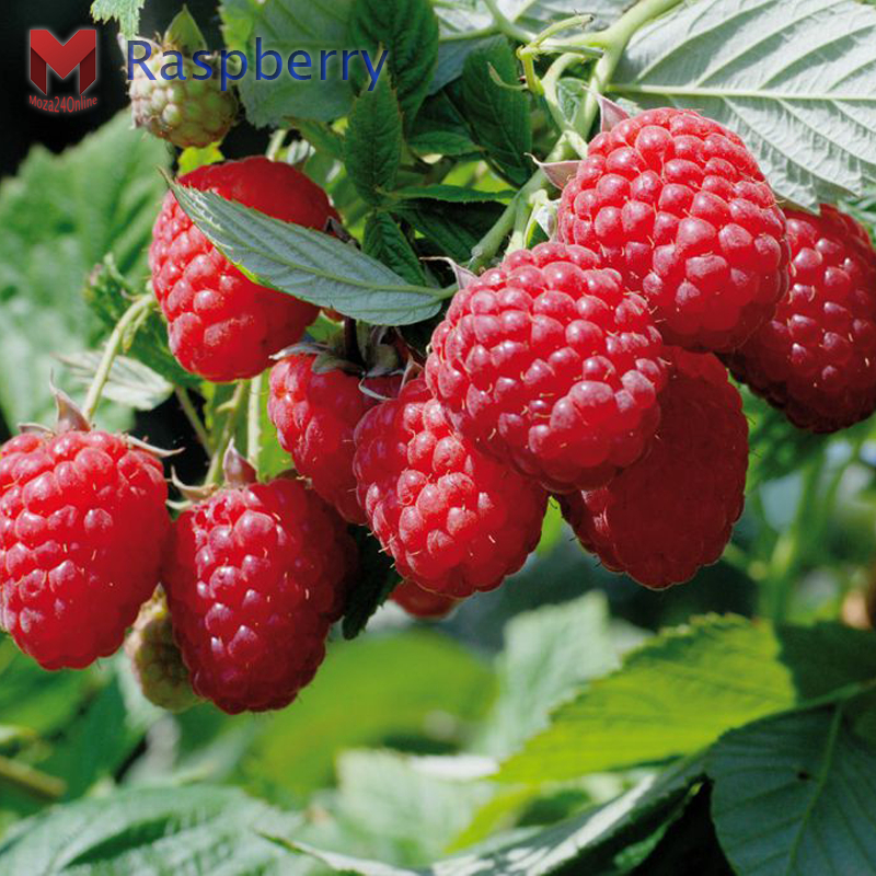 Himbeeren Rubus Idaeus 2