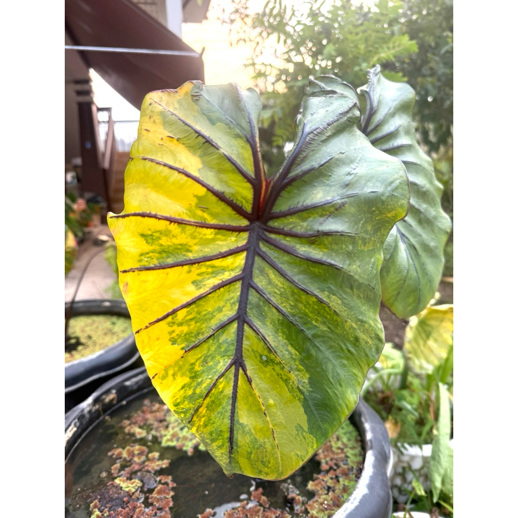 Pharaoh mask yellow variegated โคโลคาเซีย หน้ากากฟาโรห์ด่างเหลือง ไม้ ...