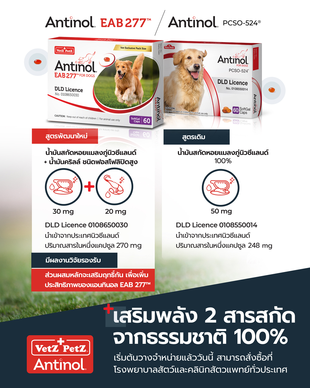 [Official Store] แอนทินอล Antinol® EAB 277™ 30 แคปซูล | Shopee Thailand