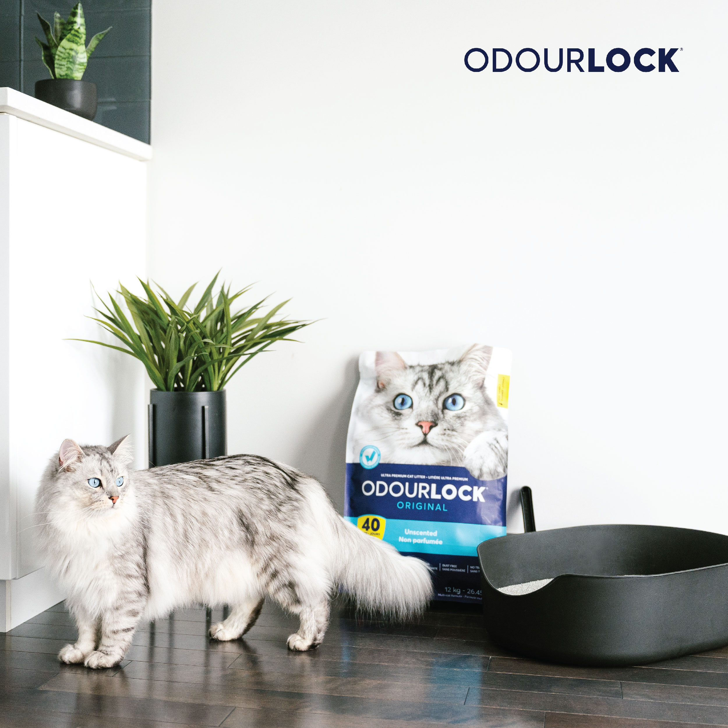 ODOURLOCK MAXCARE (โอโดล็อก แม็กแคร์) ทรายแมวภูเขาไฟ เกรด อัลตรา พรีเมี ...