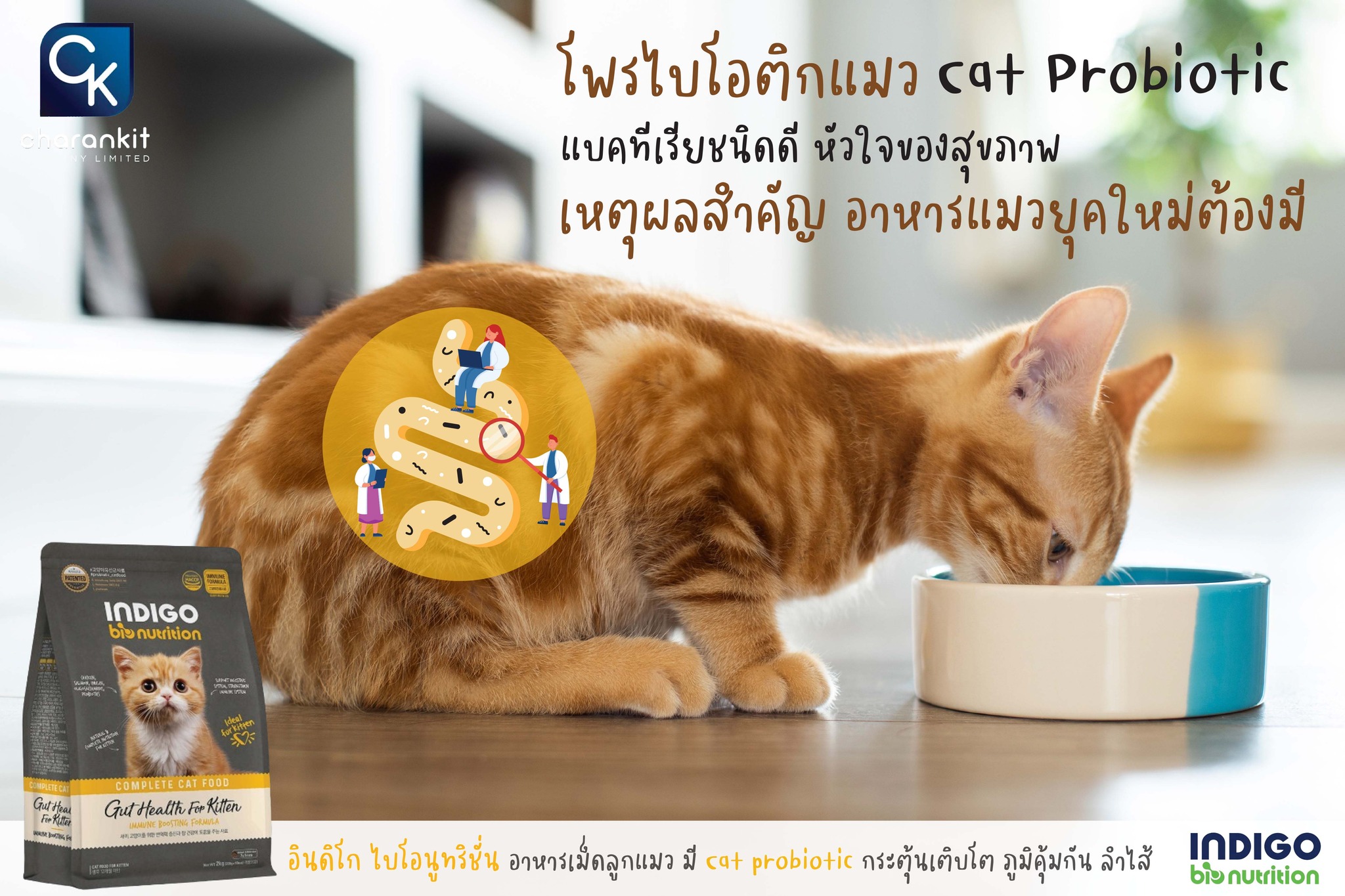 INDIGO BIONUTRITION GUT HEALTH KITTEN อินดิโกไบโอนูทรีชั่น สูตรลูกแมว ...