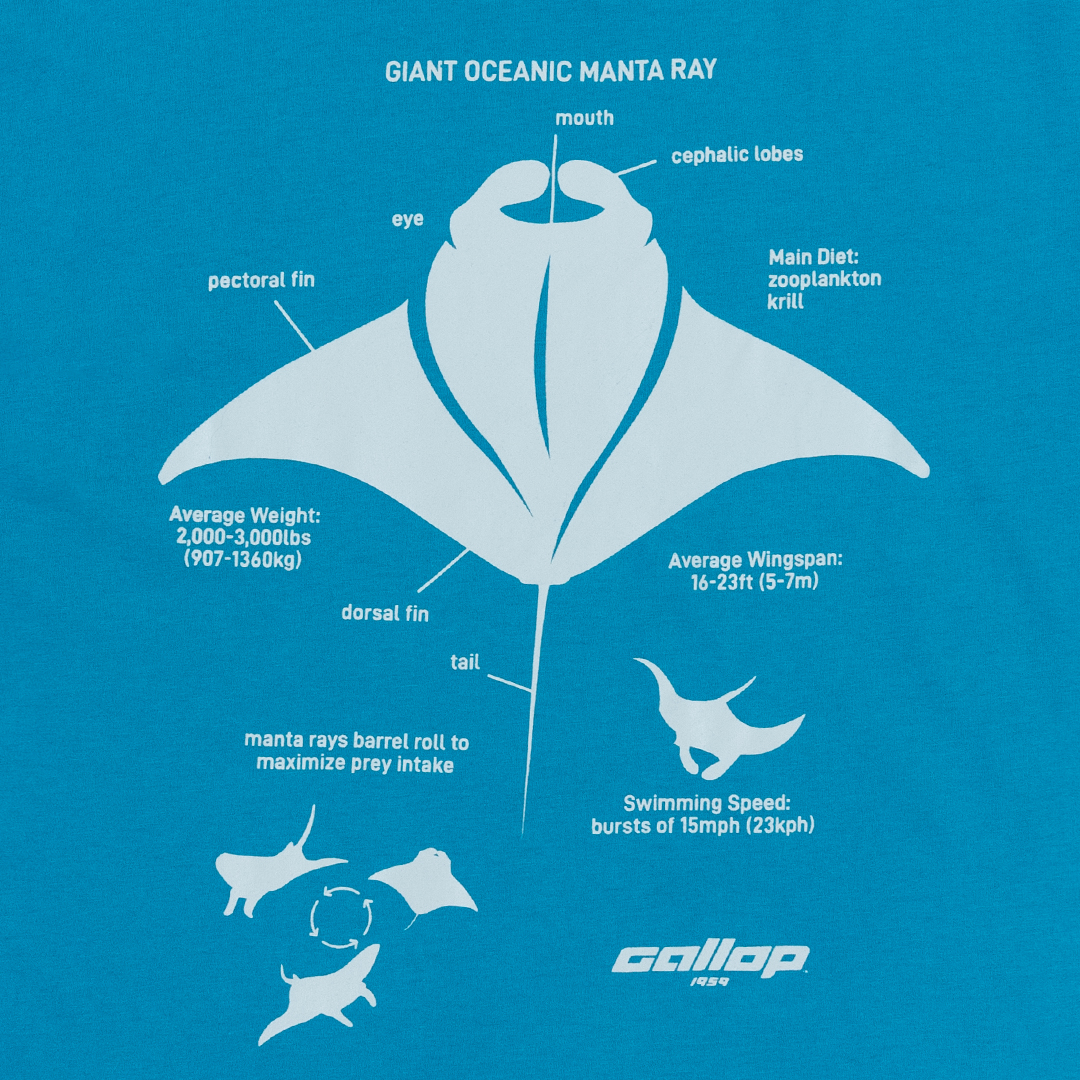 GALLOP : เสื้อยืดผ้าคอตตอนพิมพ์ลาย Graphic Tee รุ่น GT9161 สี Deep Blue ...