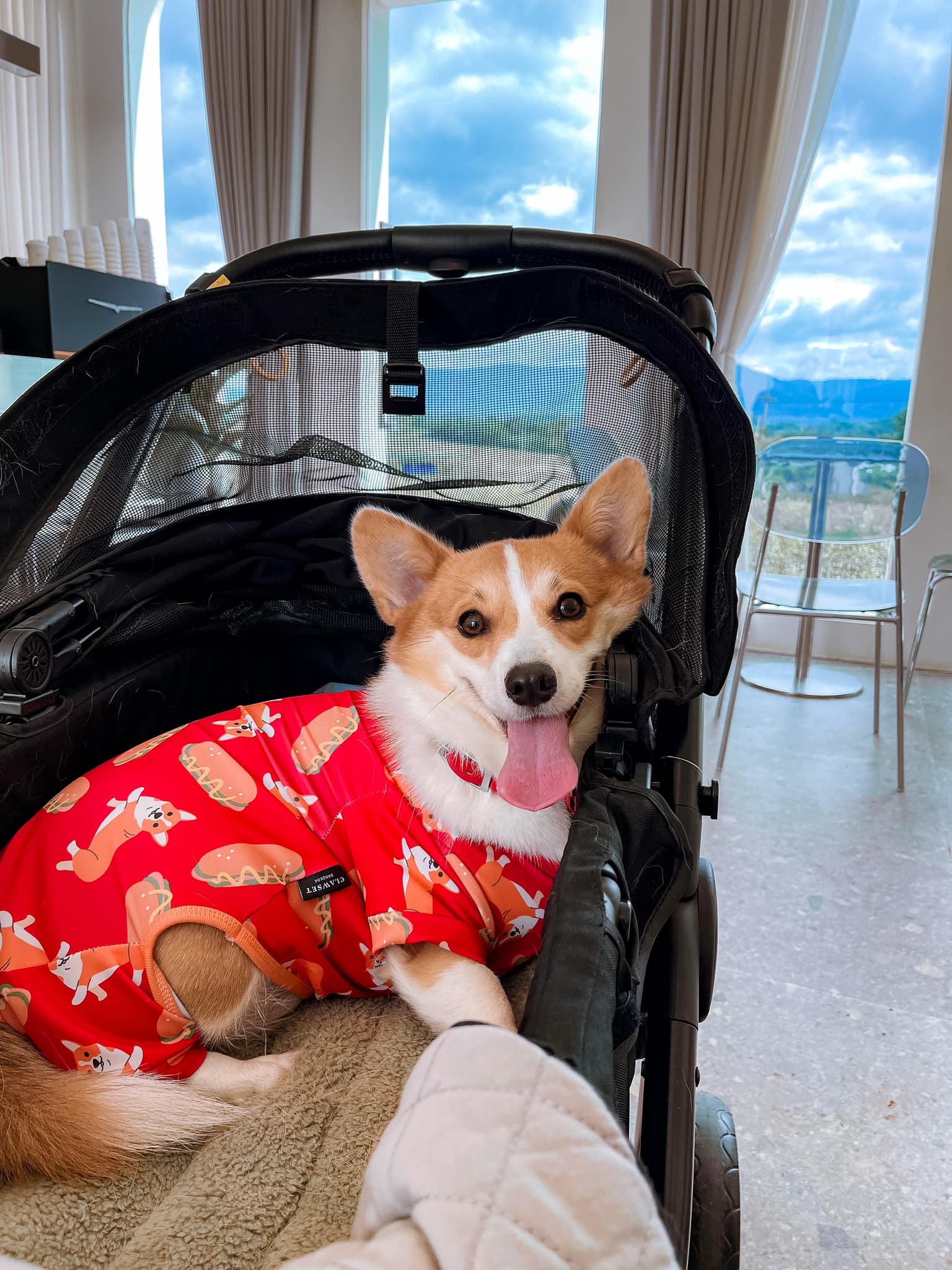 ชุดกันขนร่วง ชุดเก็บขน สำหรับ Corgi กันขนร่วงคอร์กี้ | CLAWSET.BKK | Shopee Thailand