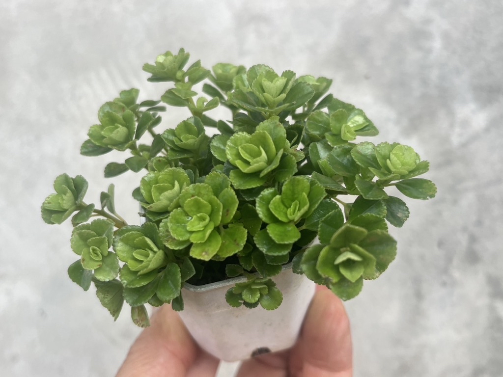 Pilea depressa (Sw.)Blume or Miniature peperomia ต้นเกล็ดปลาช่อน กุหลาบ ...