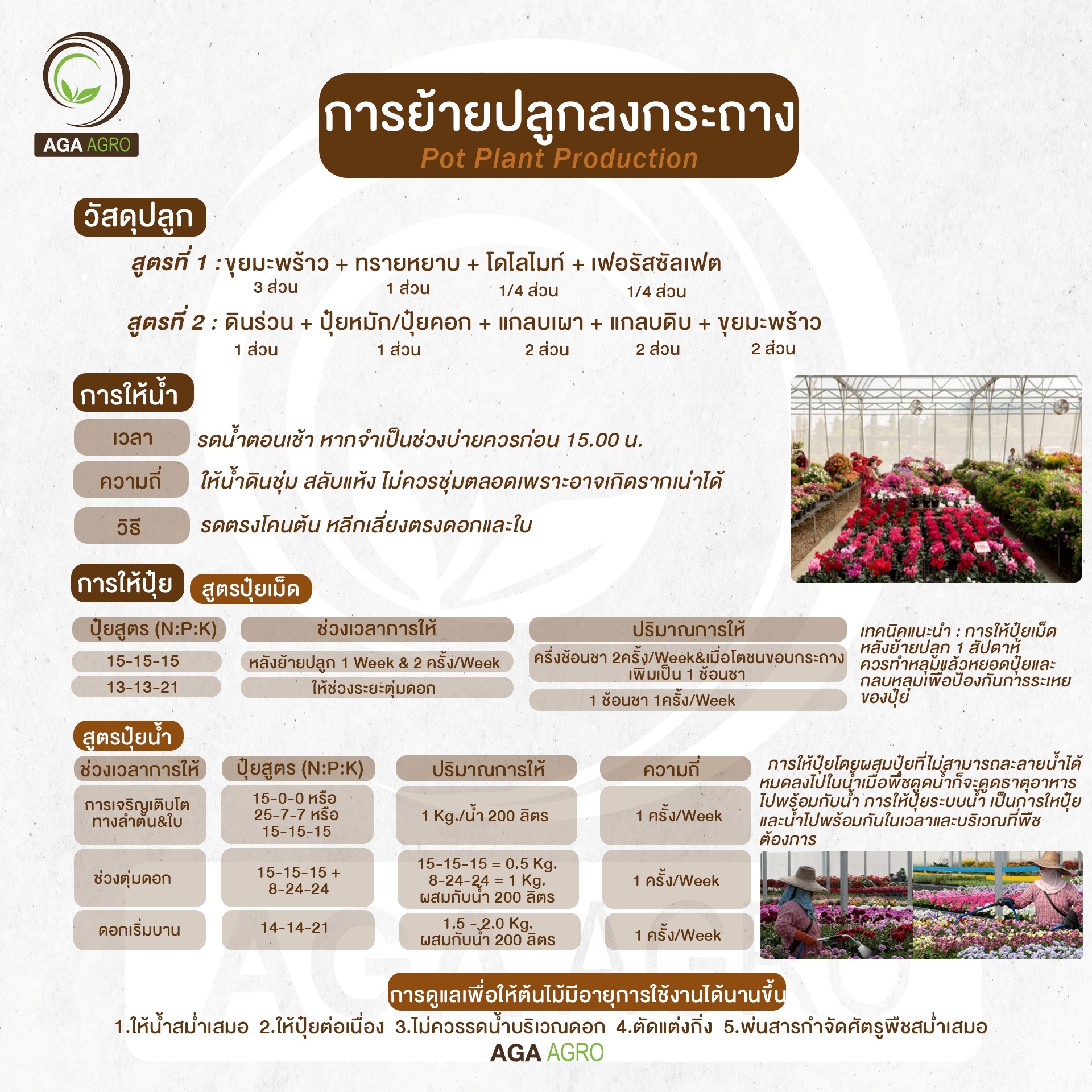 AGA AGRO I "เกลลาเดีย อะริโซน่า" หรือ เดือนฉาย ทรงพุ่มแน่น ทนร้อน ชอบ ...